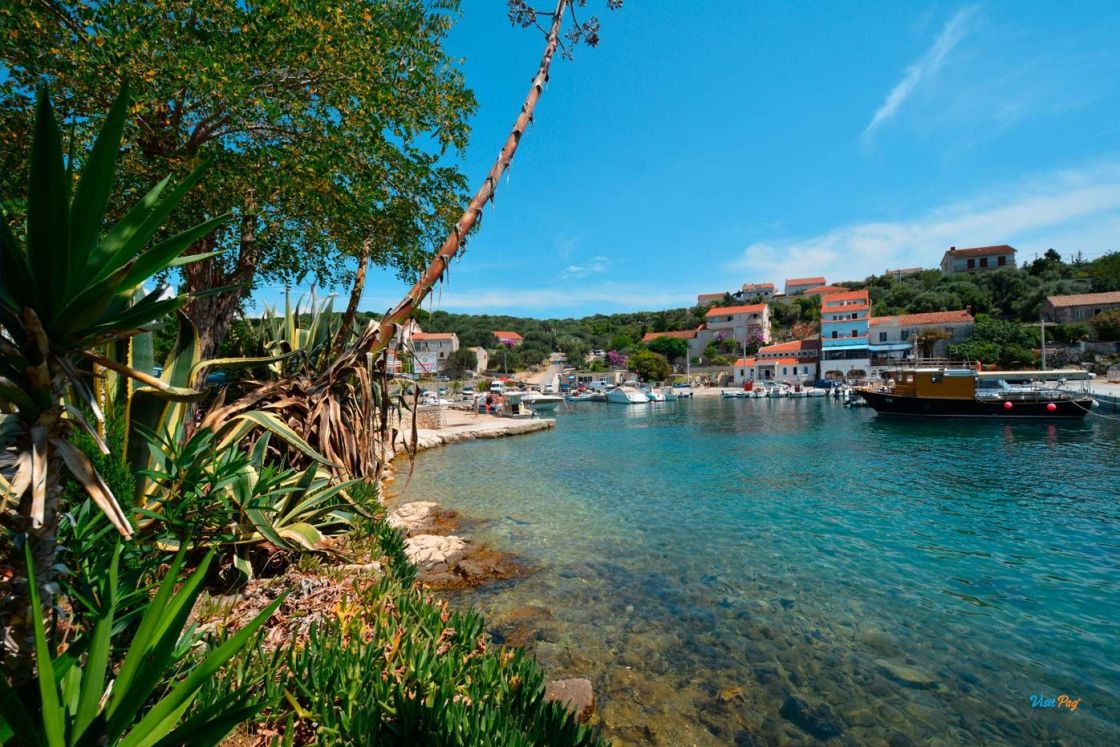 Lun-Tovarnele, Insel Pag | Unterkunft | Olivenhain